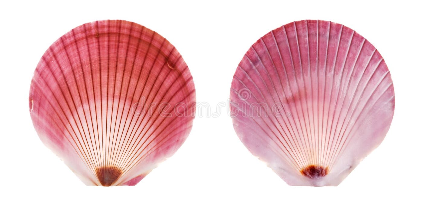 11,216 Scallop Shells Stock Photos - Free & Royalty-Free Stock Photos ...