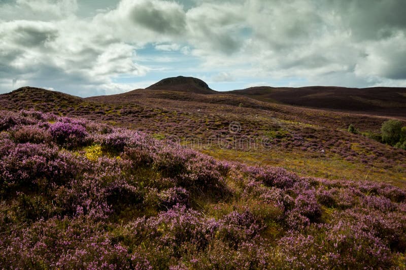 Purple moors stock image. Image of moor, hill, climbing - 30894559