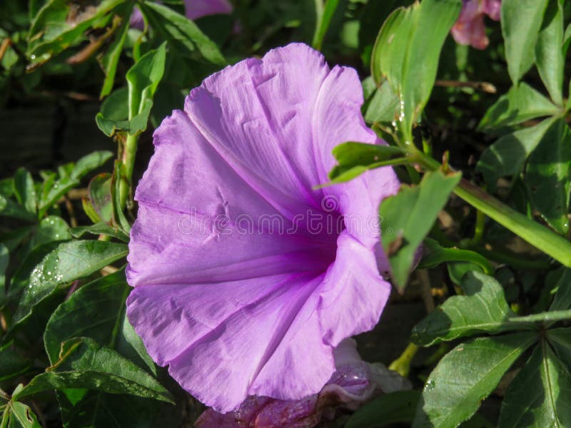 A Purple Morning Glory Flower that Blooms in the Morning. Stock Photo ...