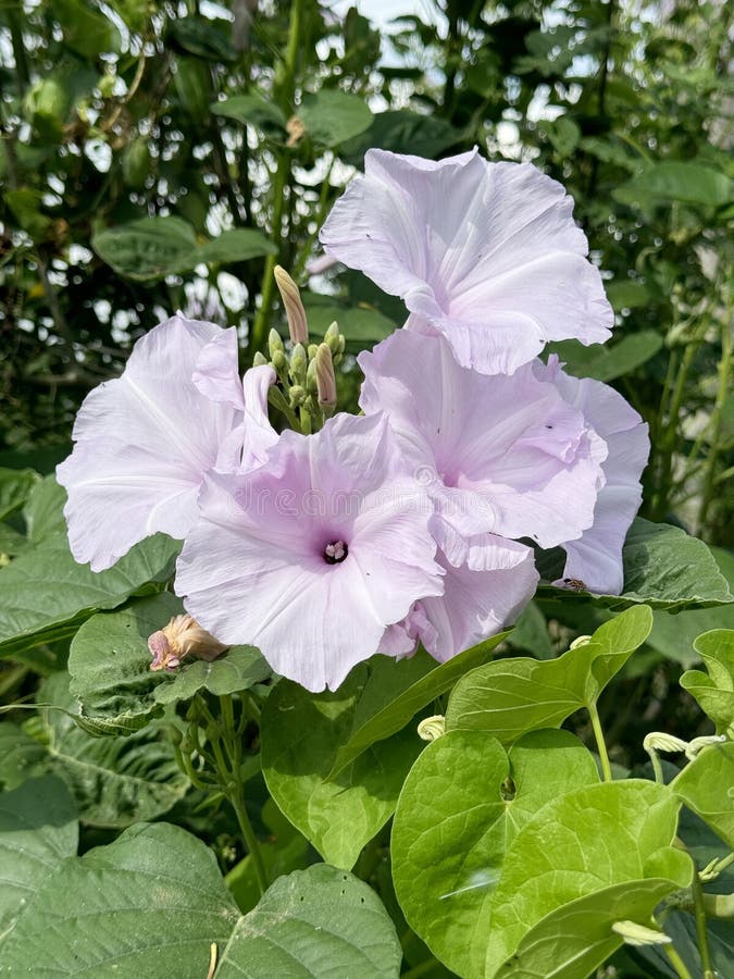 Purple Morning Glory Flower in the Garden Stock Image - Image of leaf ...