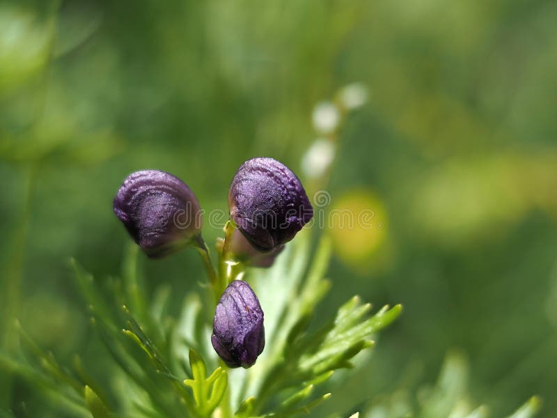 Purple Mountain Flower Wild in Dolomites Stock Image - Image of ...