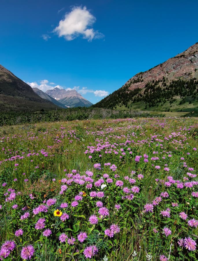 Mountain Wild Flowers Colorado Stock Photo - Image of wildflowers ...