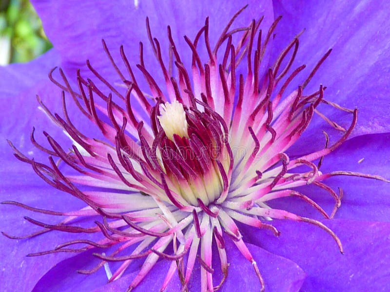 Purple Multi Petaled Flower Macro Photography Stock Photo - Image of ...
