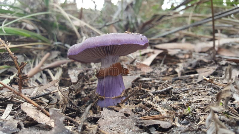 Purple mushroom stock image. Image of bright, australia - 54935861