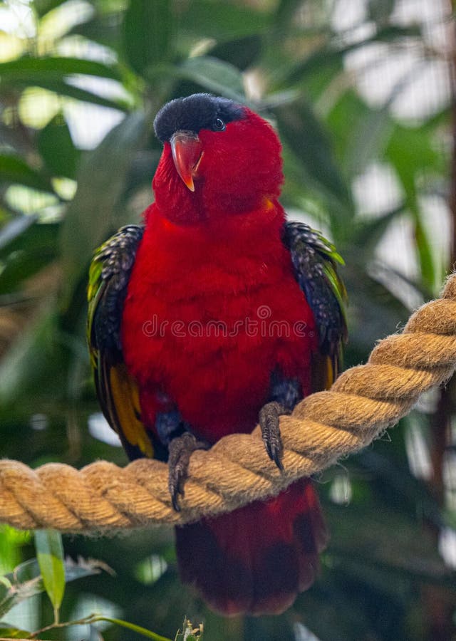 Purple Naped Lory stock image. Image of green, yellow - 7892047