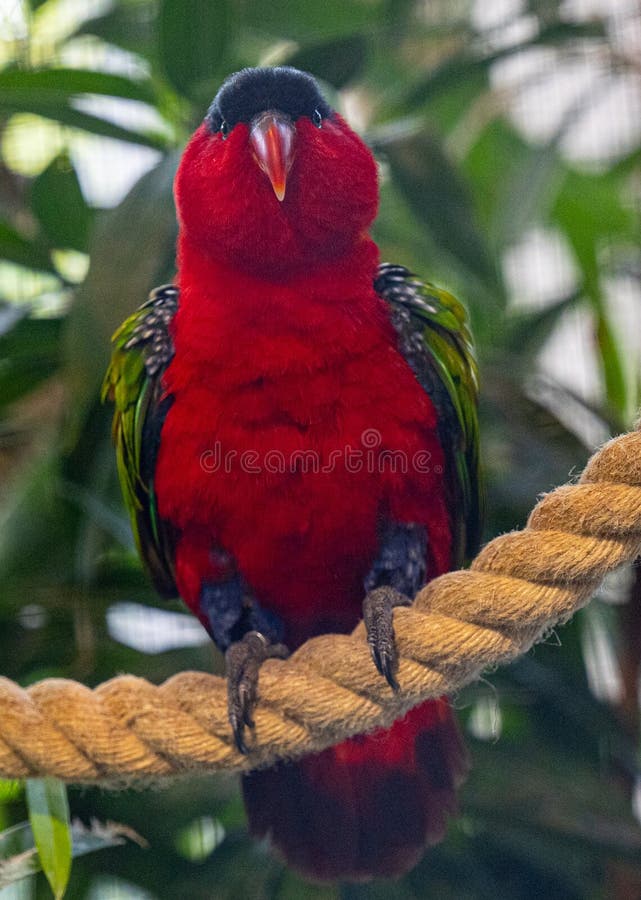 A Purple-naped Lory Sitting on a Branch Stock Image - Image of ...