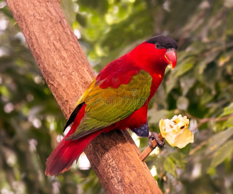 A Purple-naped Lory Sitting on a Branch Editorial Stock Image - Image ...