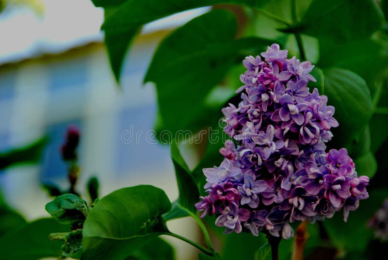 Purple natural flowers stock photo. Image of detail, texture - 98679264