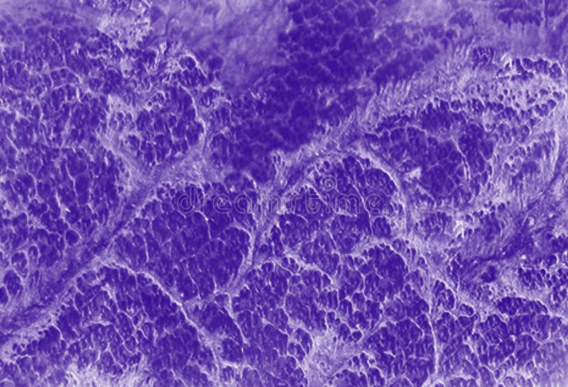 Purple Nature Pattern on White Background Stock Illustration ...