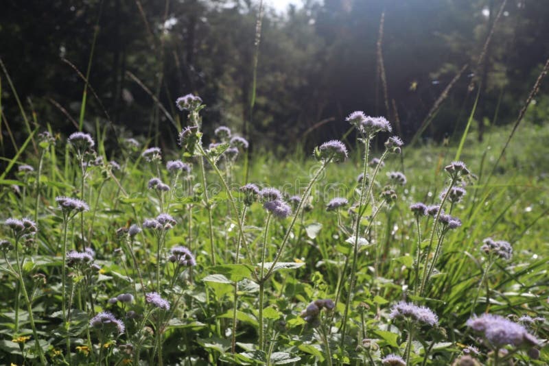 Purple Needle Flowers Growing Wild in the Garden Stock Image - Image of ...