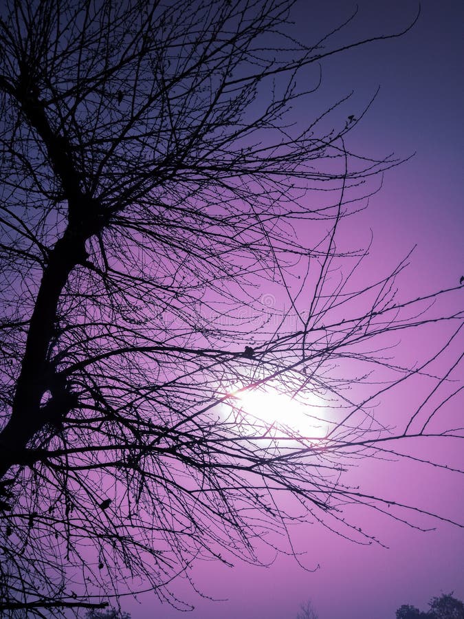 Purple night sky stock photo. Image of purple, moonlight - 259987118