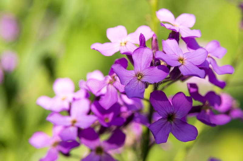 Purple Violet Flowers in the Rays of the Setting Sun. Hesperis ...