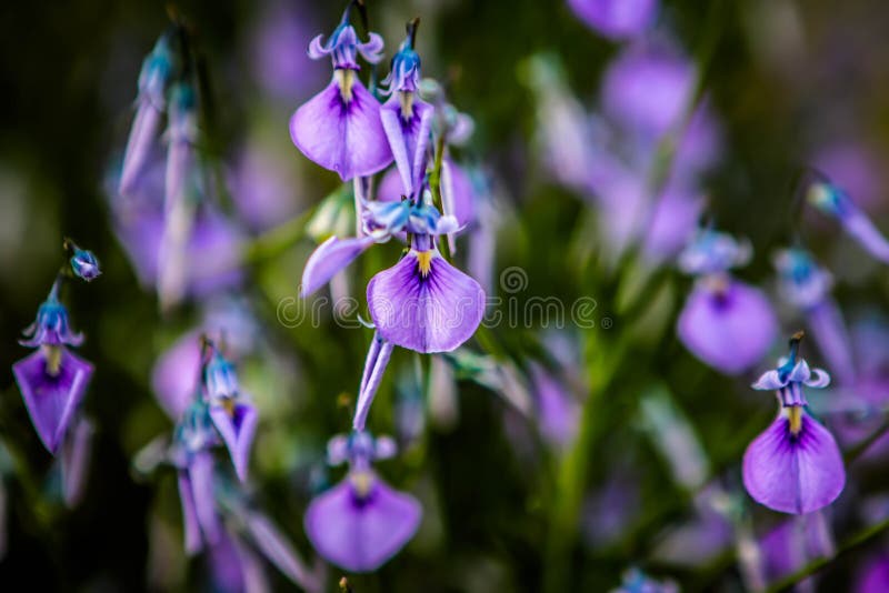 Purple Nodding Violet West Australia Stock Photo - Image of plant ...