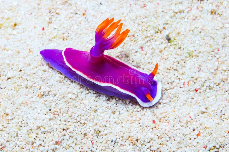 Purple Nudibranch Sea Slug, Chromodoris Spp Stock Image - Image of ...