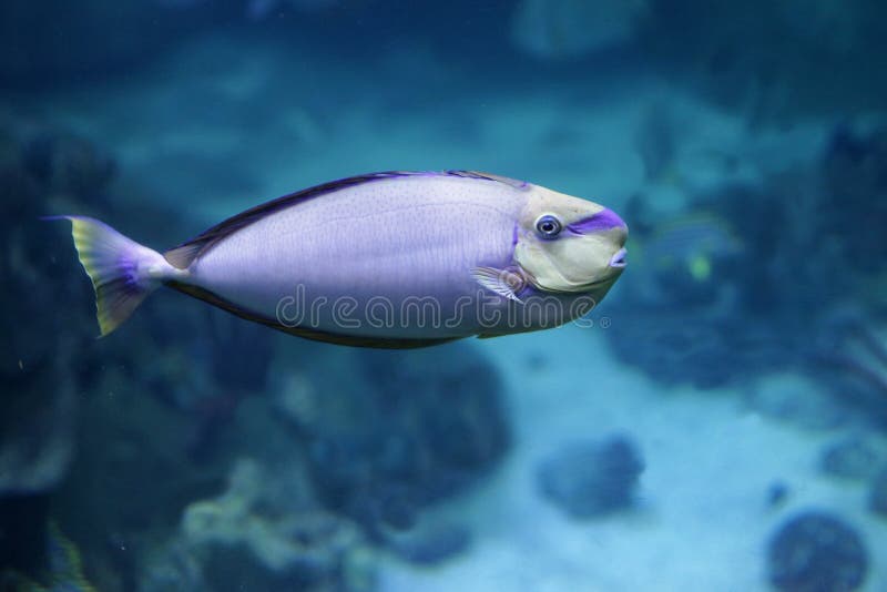 Purple Fish Stock Images - Download 10,298 Royalty Free Photos