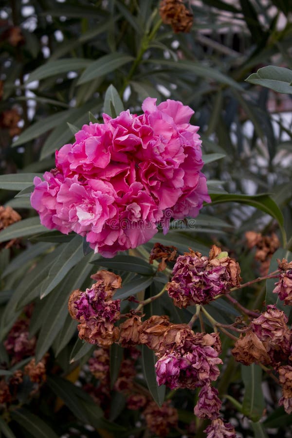 Purple Oleander Flowers on Close-up Shoot Stock Image - Image of bright ...