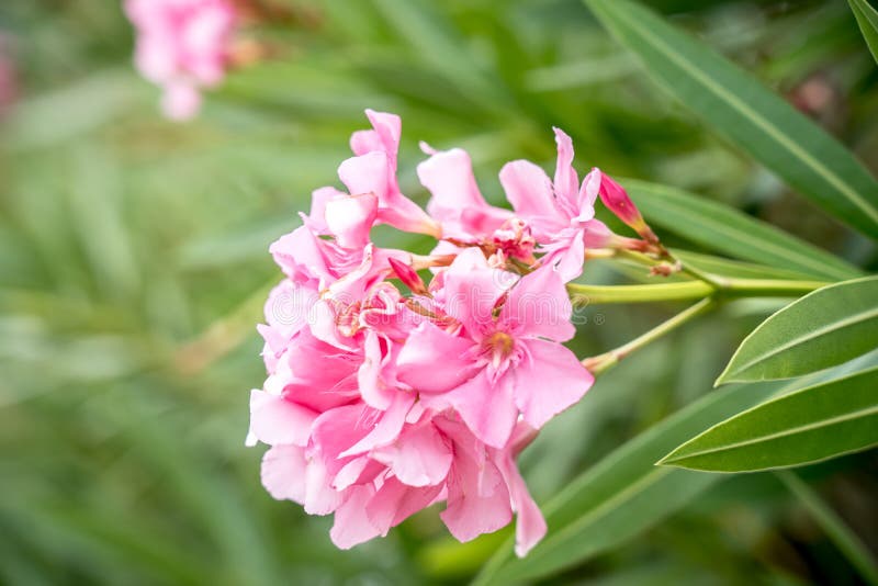 Purple Oleander with Sea Scenery Stock Photo - Image of ocean, magenta ...