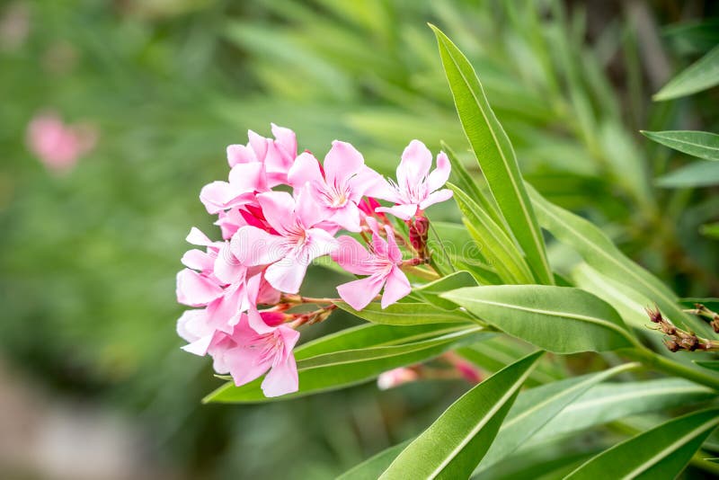 Purple Oleander with Sea Scenery Stock Photo - Image of ocean, magenta ...