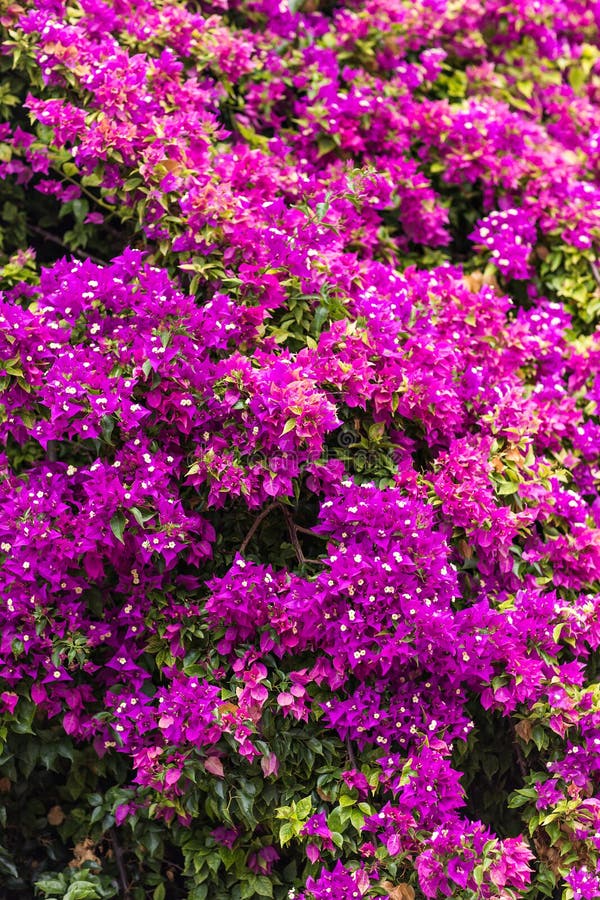 Blossoming Oleanders And Withering Grasses Stock Image - Image of life ...