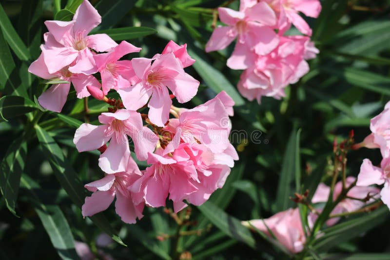 Purple Oleanders stock image. Image of blossom, shrub - 288408691