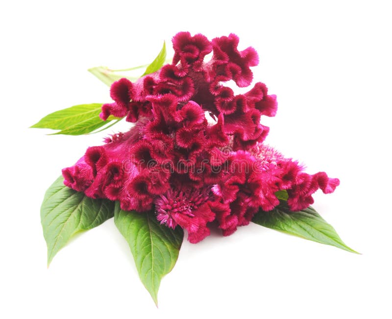 Purple one amaranth stock photo. Image of flora, botany - 208075960