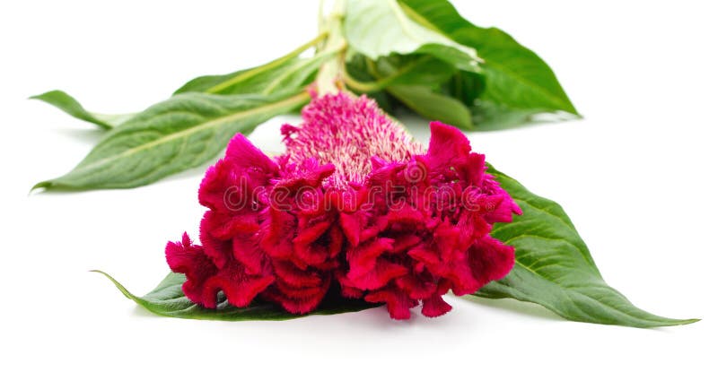 Purple one amaranth stock image. Image of petal, botany - 197113779