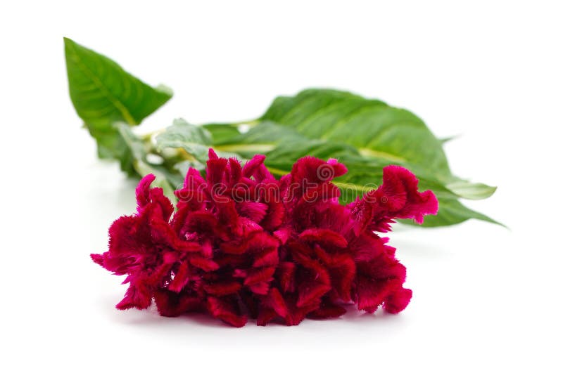 Purple one amaranth stock photo. Image of flora, botany - 208075960