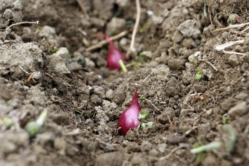 Purple onion seed in row stock image. Image of gardening - 208768767