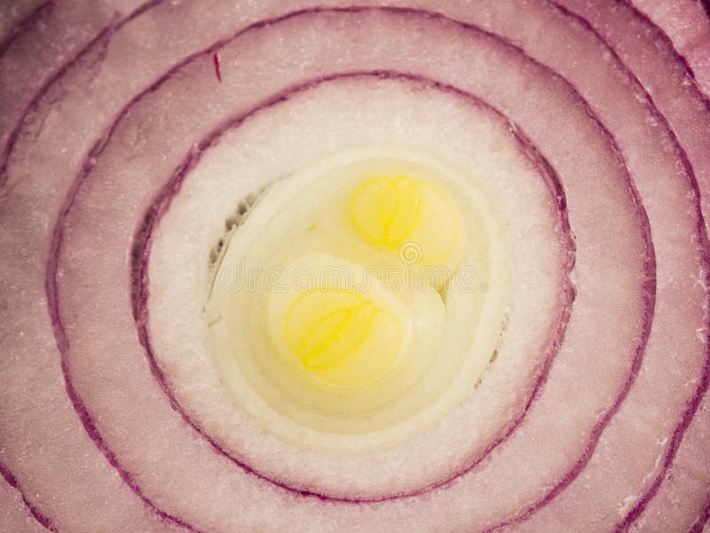 1,083 Purple Onion Slice Texture Stock Photos - Free & Royalty-Free ...
