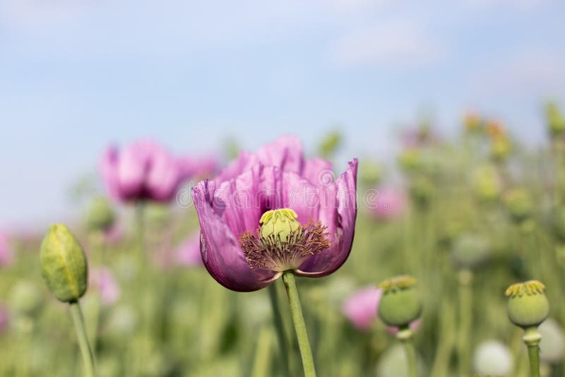 Purple Opium Poppy Field Papaver Somniferum in Burma Myanmar Stock ...