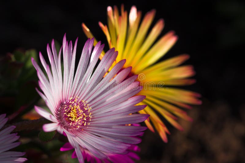 Purple and Orange Fynbos Flower in Bloom Stock Photo - Image of beauty ... Purple and Orange Fynbos Flower in Bloom Stock Photo - Image of beauty ...