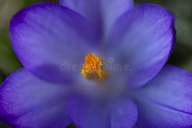 Single Crocus Bloom - Landscape Stock Photo - Image of england, detail ...
