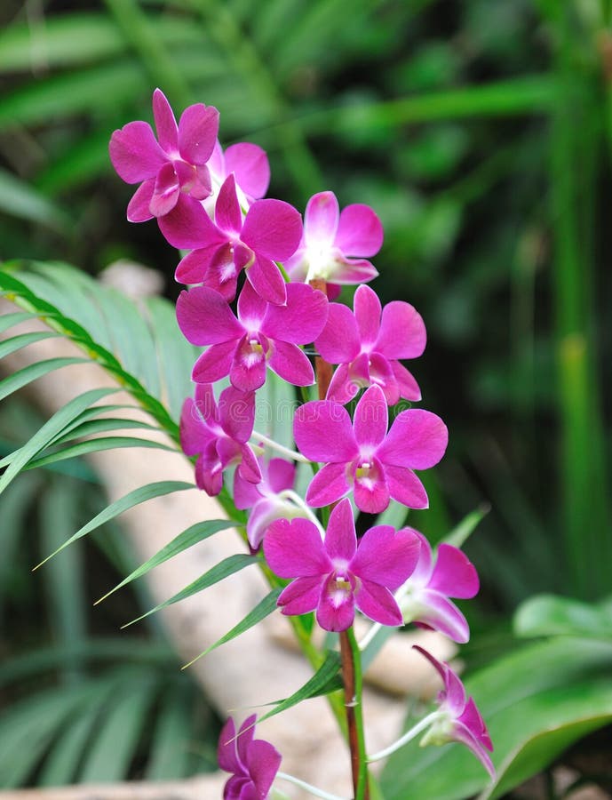 Orchid Mantis Aka Hymenopus Coronatus Stock Image - Image of plant ...