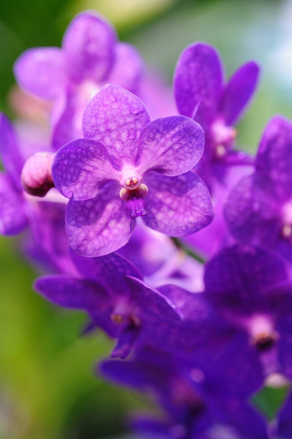 Purple Orchid stock photo. Image of orchid, outdoors, garden - 145028