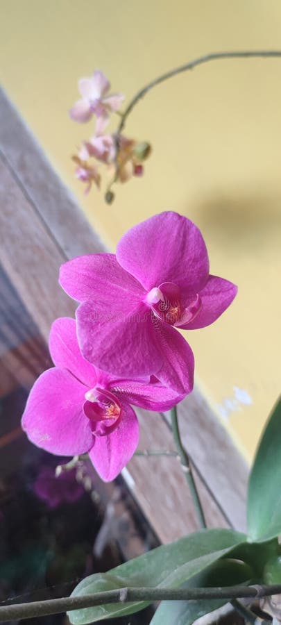 Purple orchid blooming stock image. Image of lilac, purple - 274644655