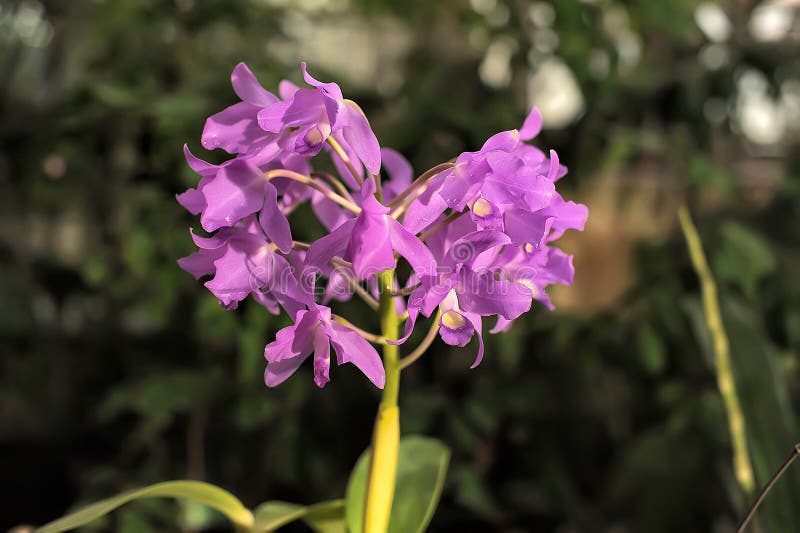 Purple orchid stock image. Image of gardening, beauty - 46658329
