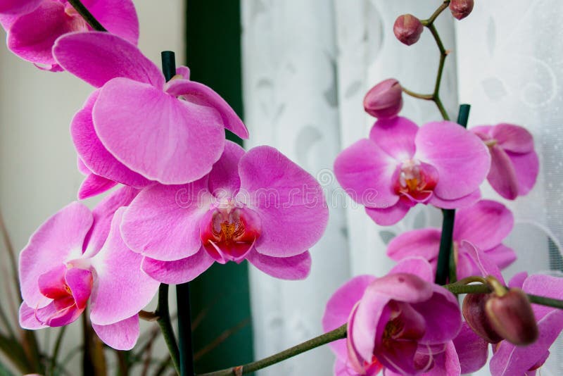 Purple Orchid with Buttons in Light Room Stock Image - Image of ...