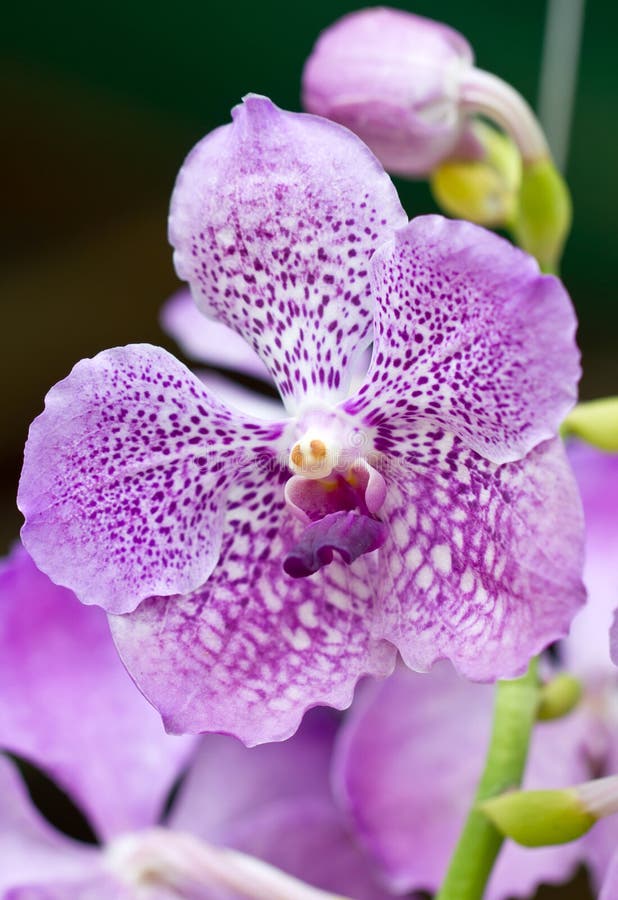 Purple Orchid. stock image. Image of colorful, color - 36627585