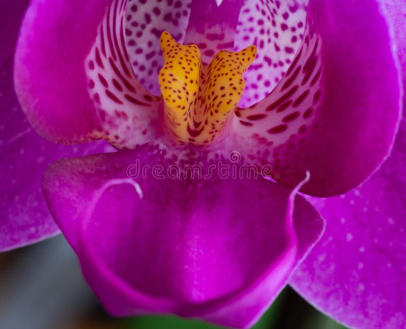 Purple Orchid Close Up Lip Sepal Stock Photo - Image of yellow, exotic ...