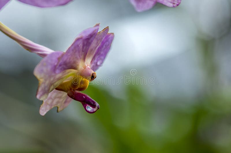 Purple orchid stock image. Image of pistil, texture, beauty - 87645585