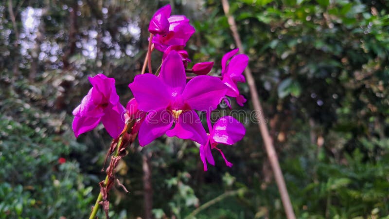 Kaso Hamlet Stock Photos - Free & Royalty-Free Stock Photos from Dreamstime