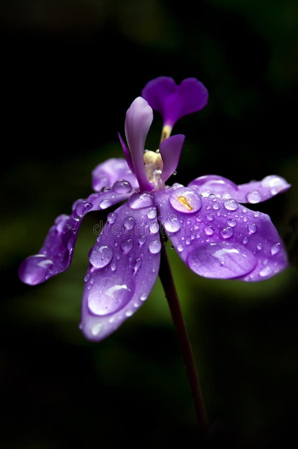 Purple Orchid Flower with Dew Drops Stock Photo - Image of drops ...