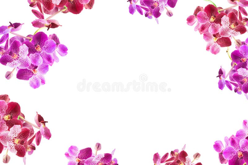 Purple Orchid Flowers Border Frame with White Copy Space Stock Image ...