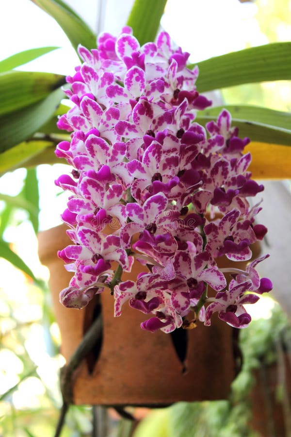Purple Orchid Flowers in Hanging Pots. Stock Photo - Image of leaf ...