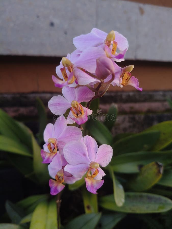 Purple Orchid Flowers Under Sunset Glow Stock Image - Image of orchid ...