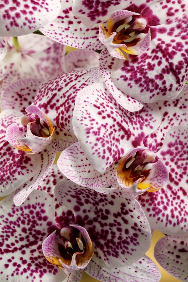 Purple Orchid in Full Bloom Full Frame Vertical Photo in Close Up Stock ...