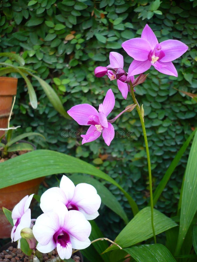 Purple orchid stock photo. Image of therapy, background - 97197238