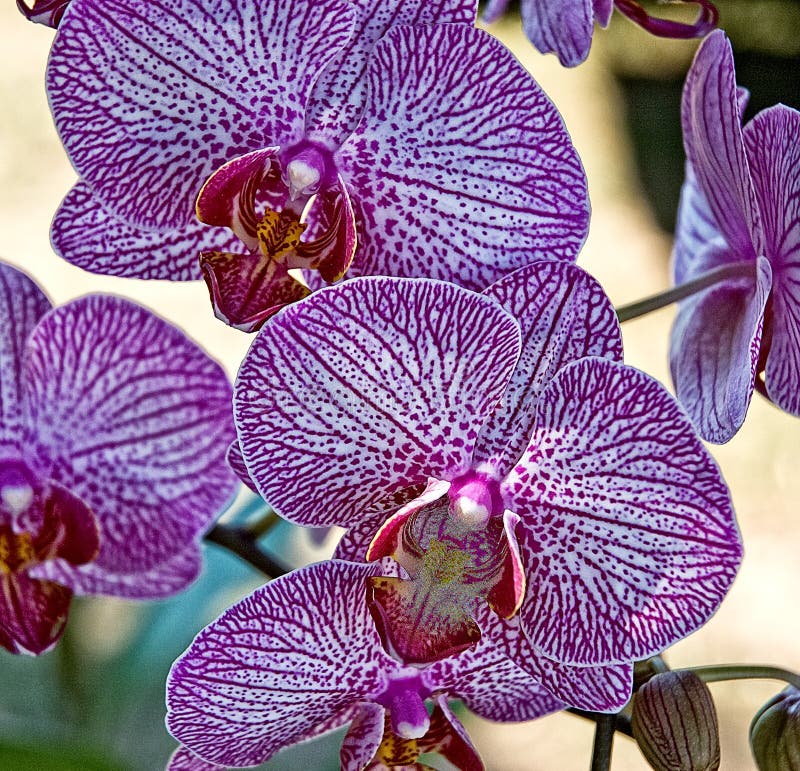 Purple Orchid stock photo. Image of study, flower, life - 45317802