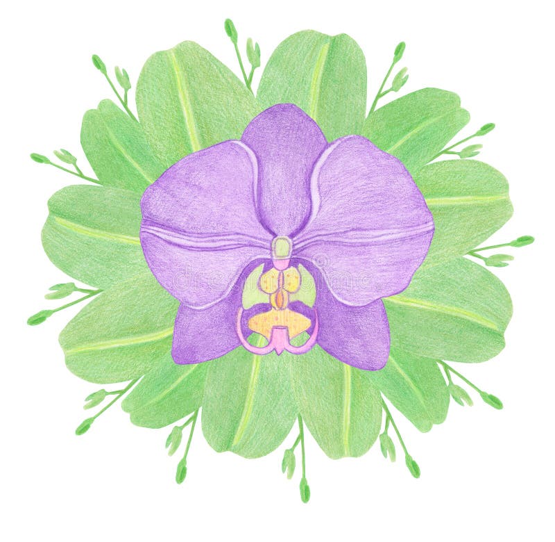 Watercolor Phalaenopsis Orchid Stock Illustrations 997 Watercolor