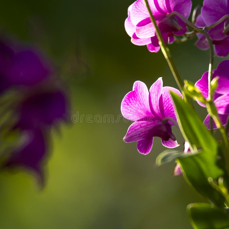 Purple Orchid with Sun Light Stock Image - Image of blossom, orchid ...